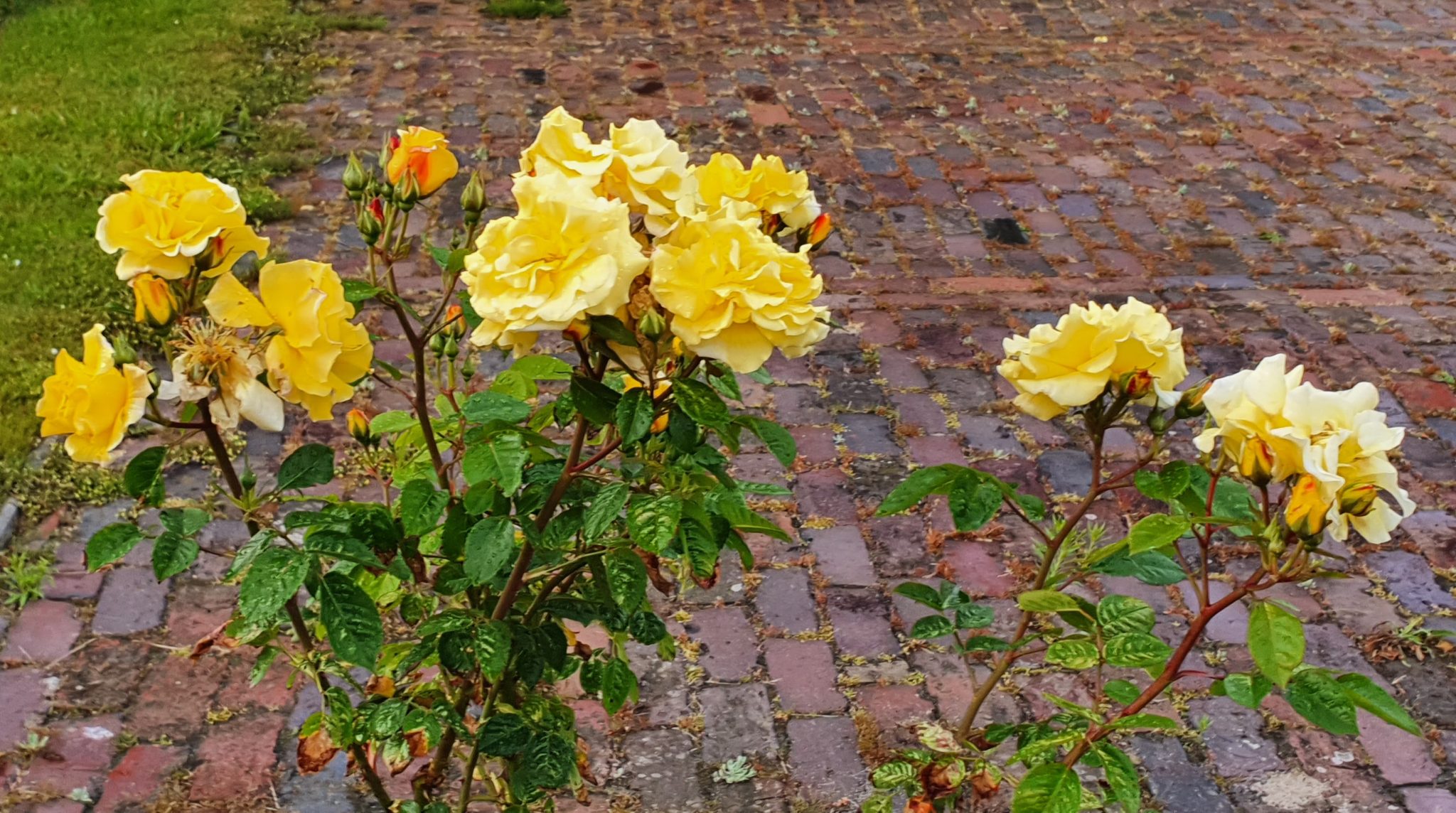 The different types of rose flowers • ArkadinaPardis